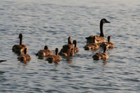 Outer Banks: Olde Duck Beach | Brindley Beach Vacations